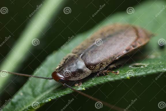 A bush cockroach stock image. Image of brown, close, plant - 7127217