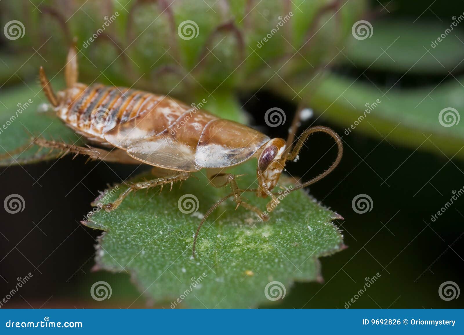 Bush cockroach stock photo. Image of brown, nature, wildlife - 9692826