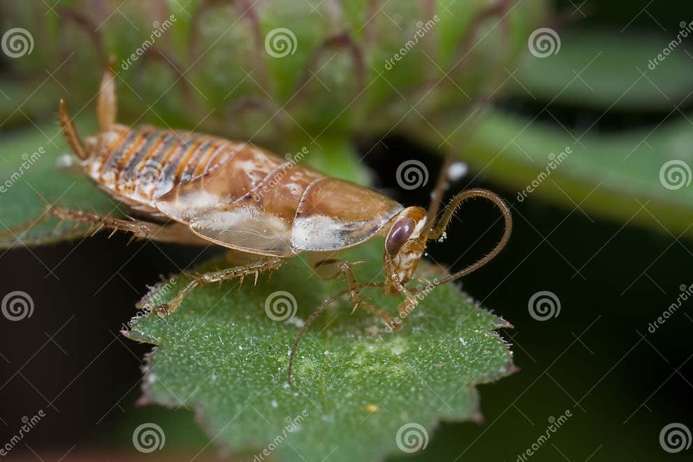 Bush cockroach stock photo. Image of brown, nature, wildlife - 9692826