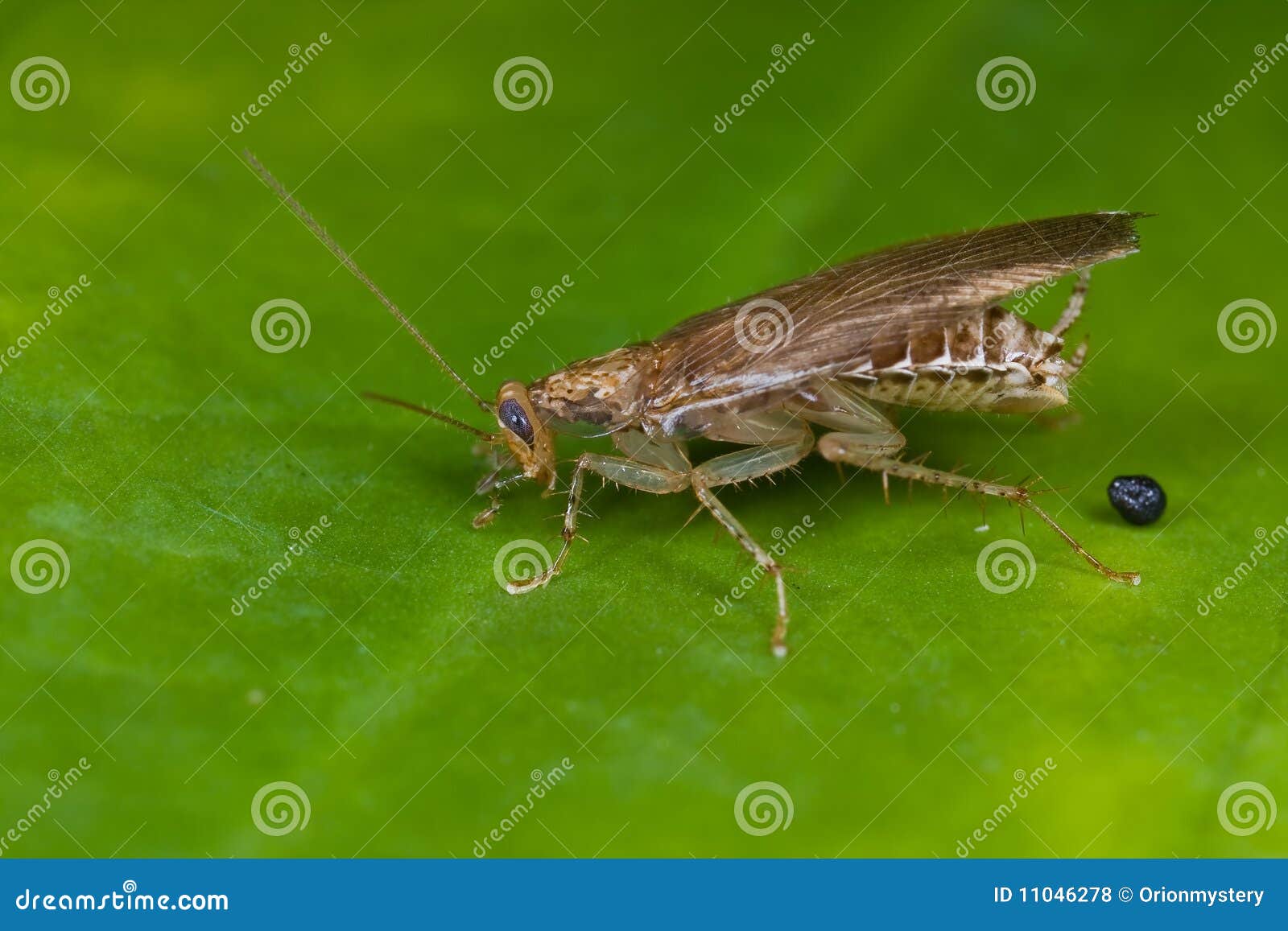 A Bush Cockroach with Its Dropping Stock Photo - Image of cockroach ...