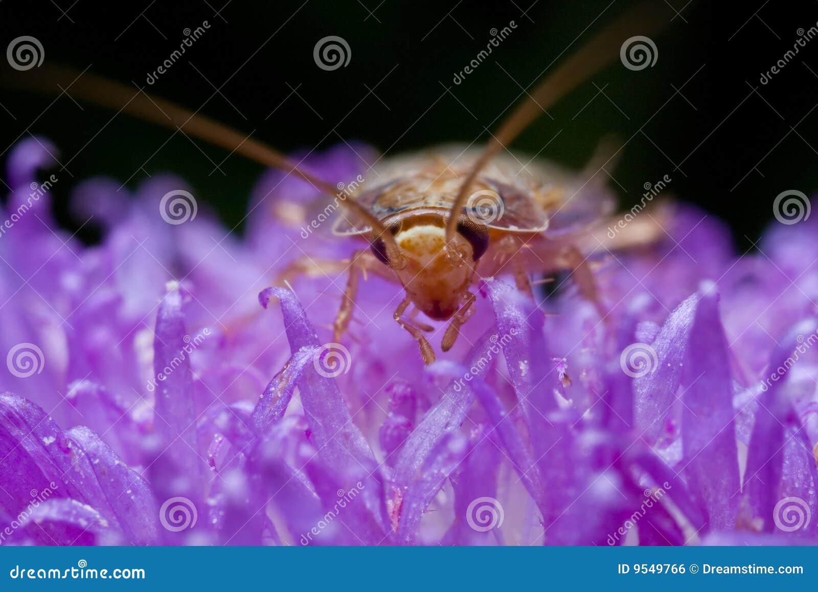 Bush Cockroach on Purple Wildflower Stock Photo - Image of wildflower ...
