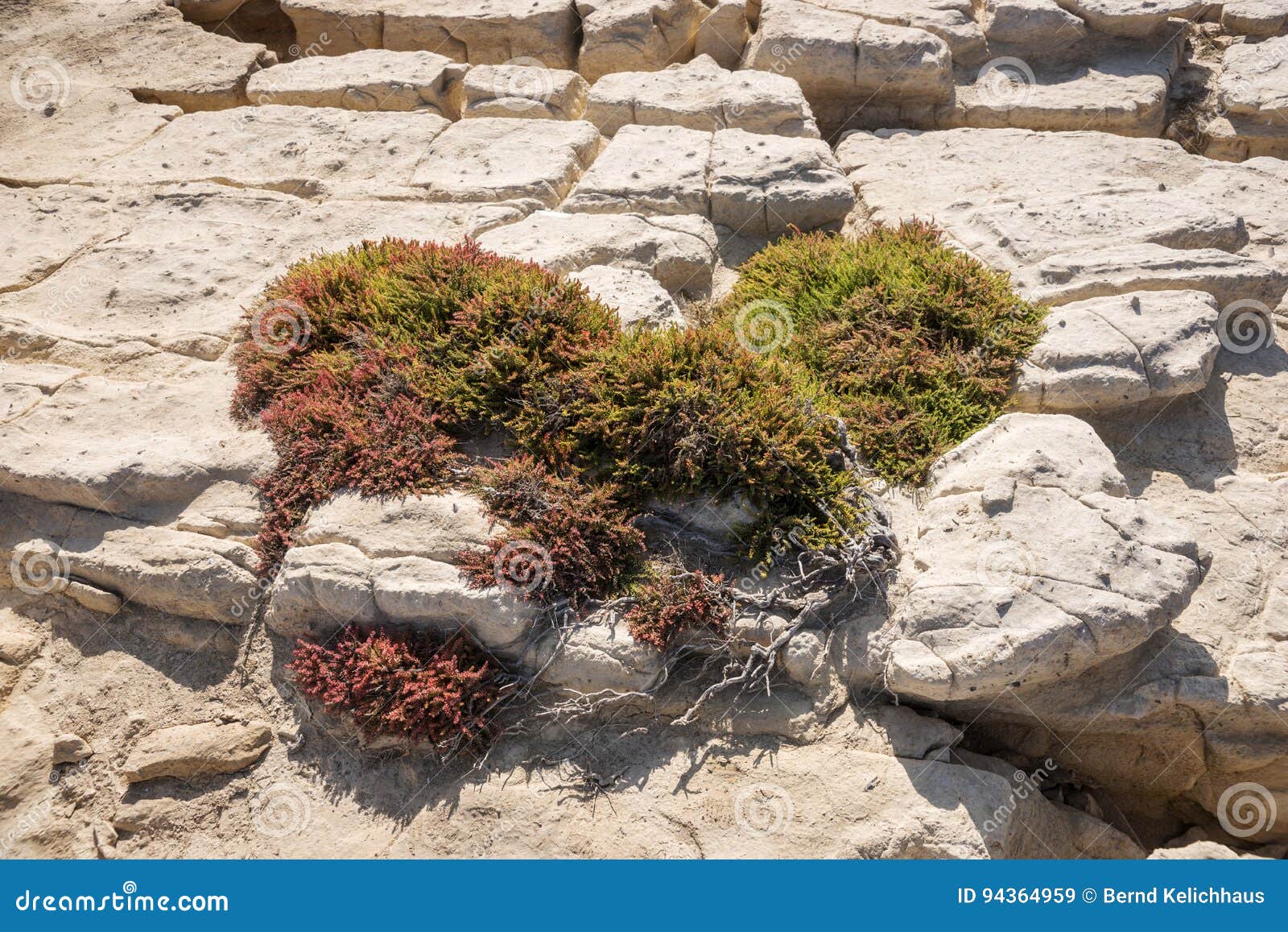 Bush of a Colorful Heather Erica Stock Image - Image of rocks, leaf ...