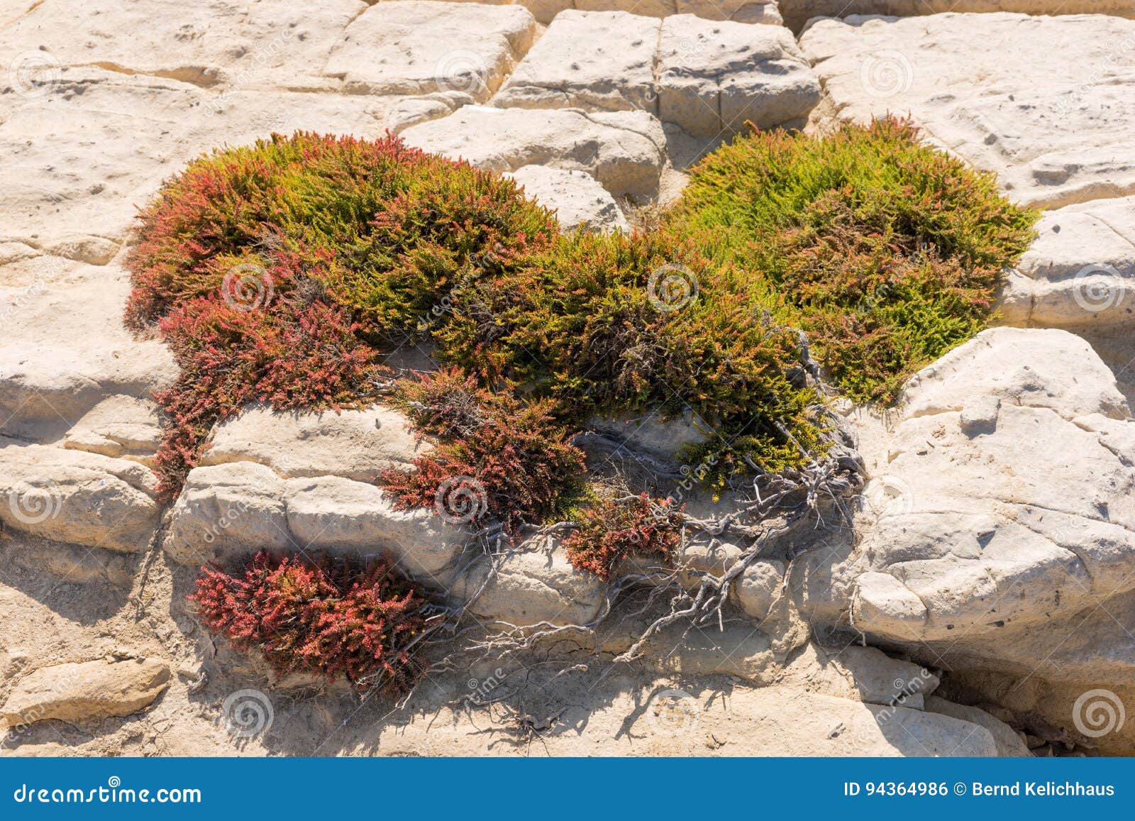 Bush of a Colorful Heather Erica Stock Photo - Image of nature, beauty ...
