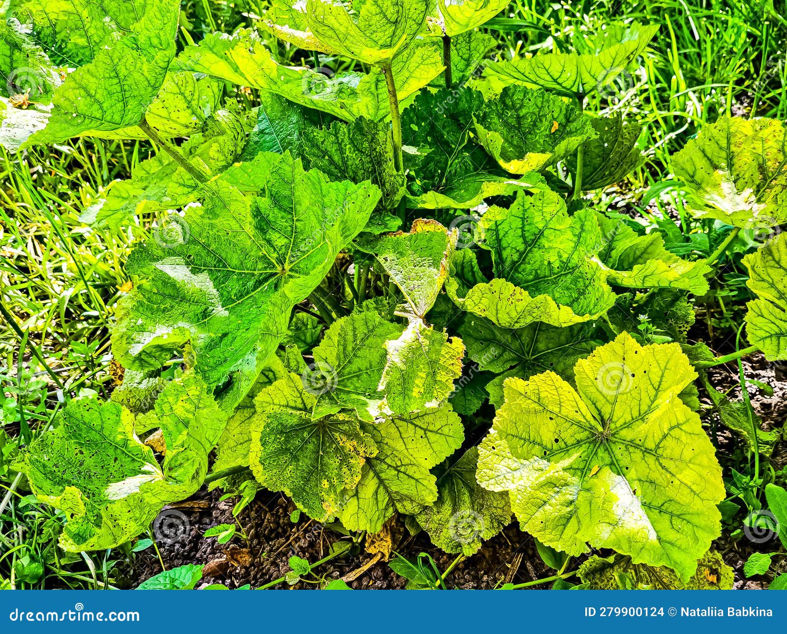 A Bush of Common Mallow on a Windy May Day. the Mallow Has Not Released ...
