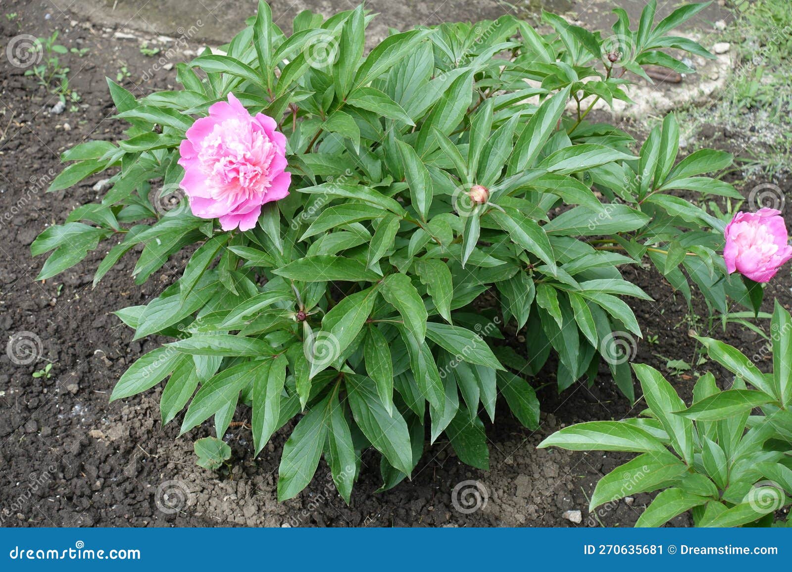 Bush of Peonies with Two Pink Flowers in May Stock Image - Image of ...