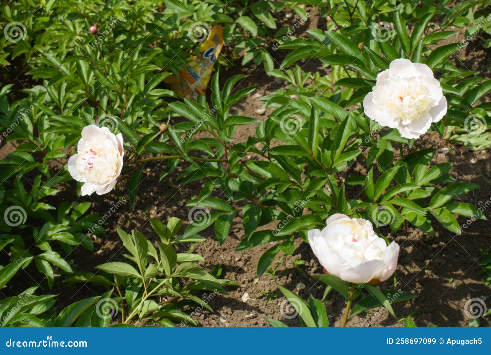 Bush of Peonies Withbthree White Flowers in June Stock Image - Image of ...