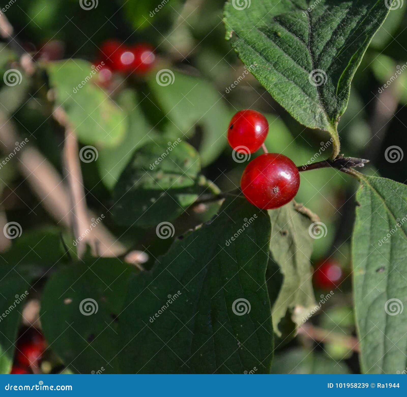 Bush Con El Primer Rojo De Las Bayas Del Bosque Imagen de archivo ...
