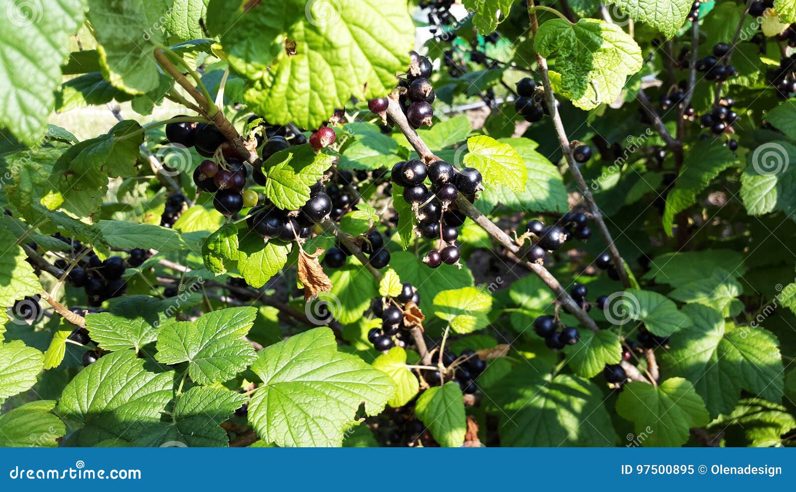 Bush Con Il Ribes Nero Nel Giardino Immagine Stock - Immagine di ...