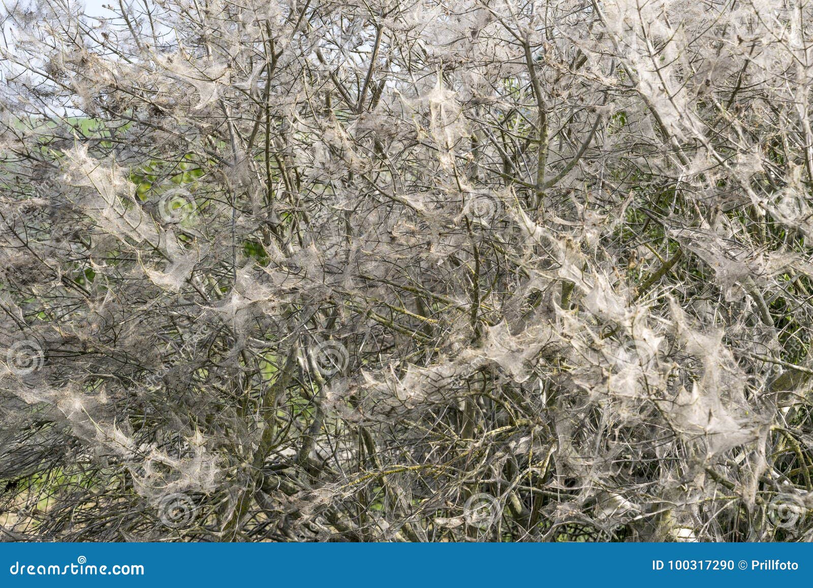 Ermine moth web stock photo. Image of group, filament - 100317290