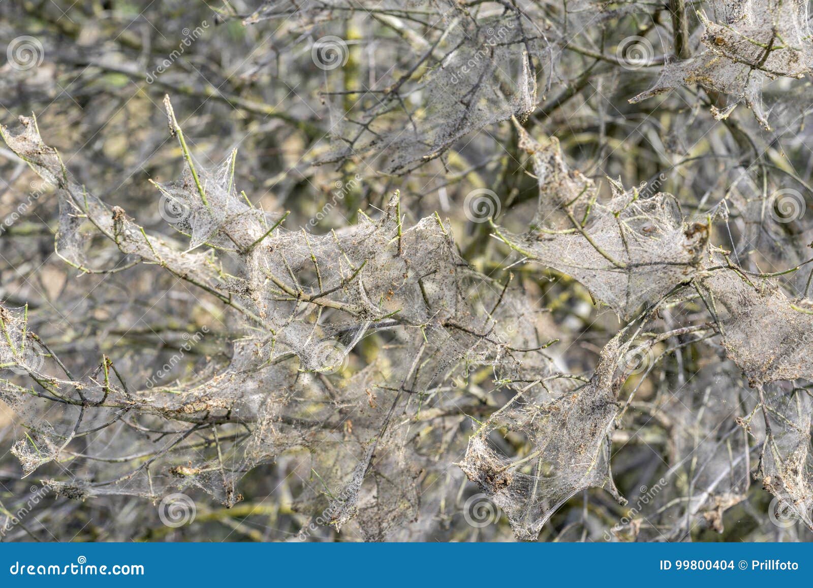 Ermine moth web stock photo. Image of crop, larvae, bleak - 99800404