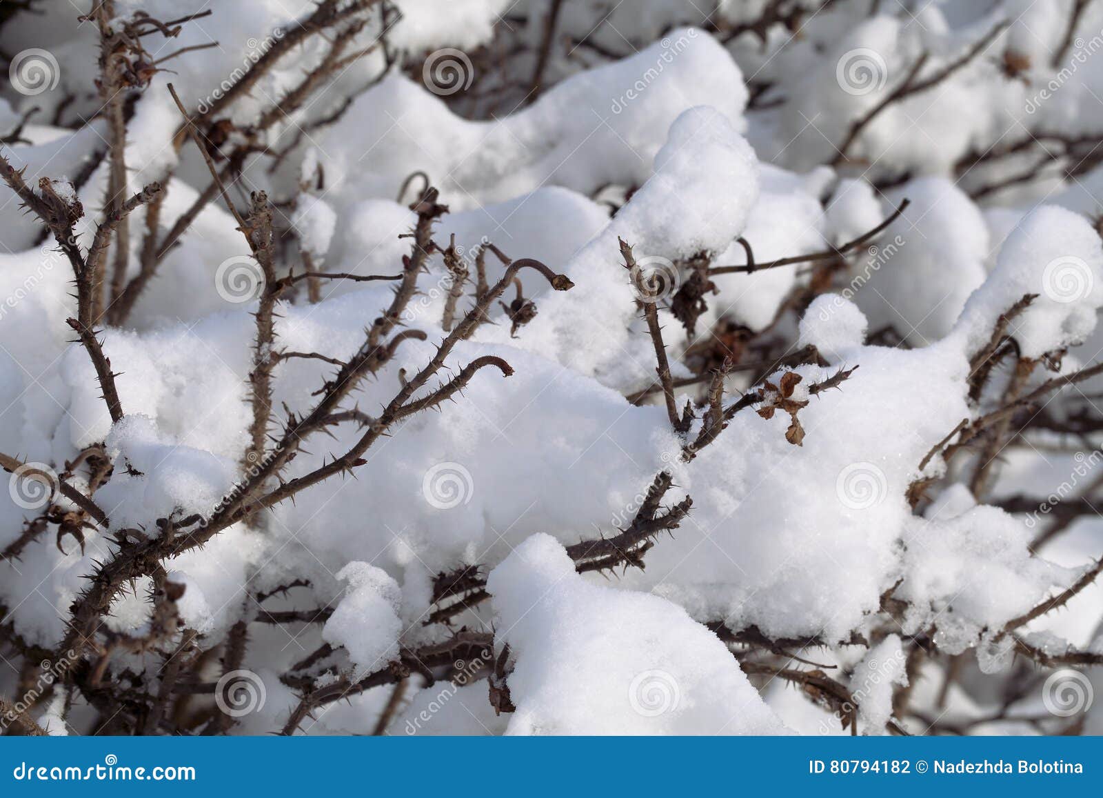 Bush covered with snow stock photo. Image of covering - 80794182