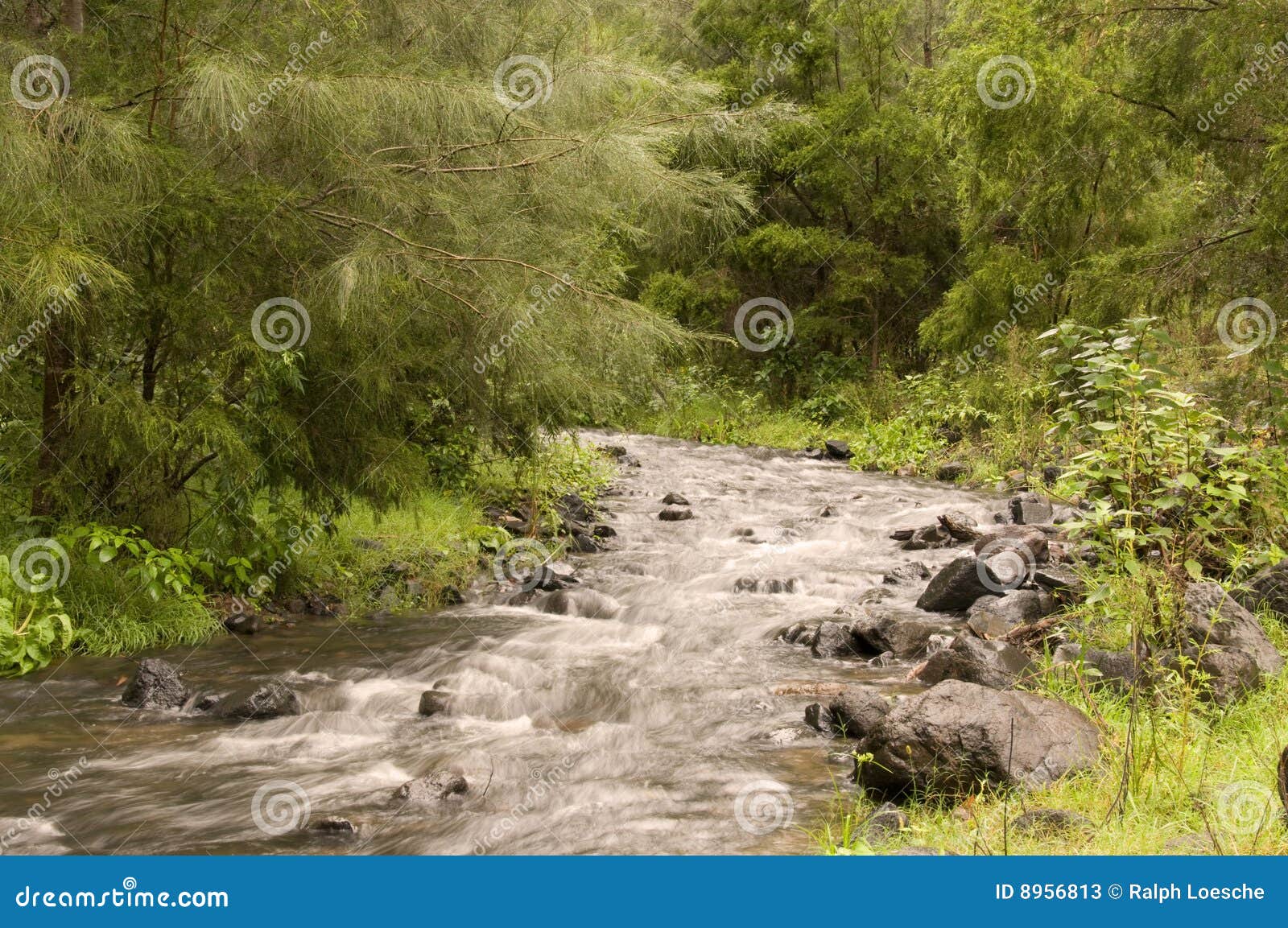 Bush creek stock image. Image of beautiful, flowing, hiking - 8956813