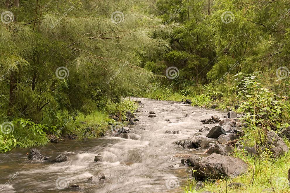 Bush creek stock image. Image of beautiful, flowing, hiking - 8956813