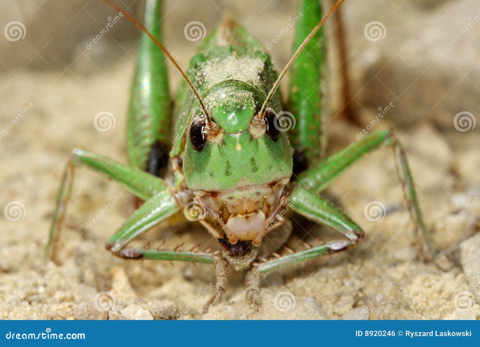 Bush-Cricket stock photo. Image of southern, front, antenna - 8920246