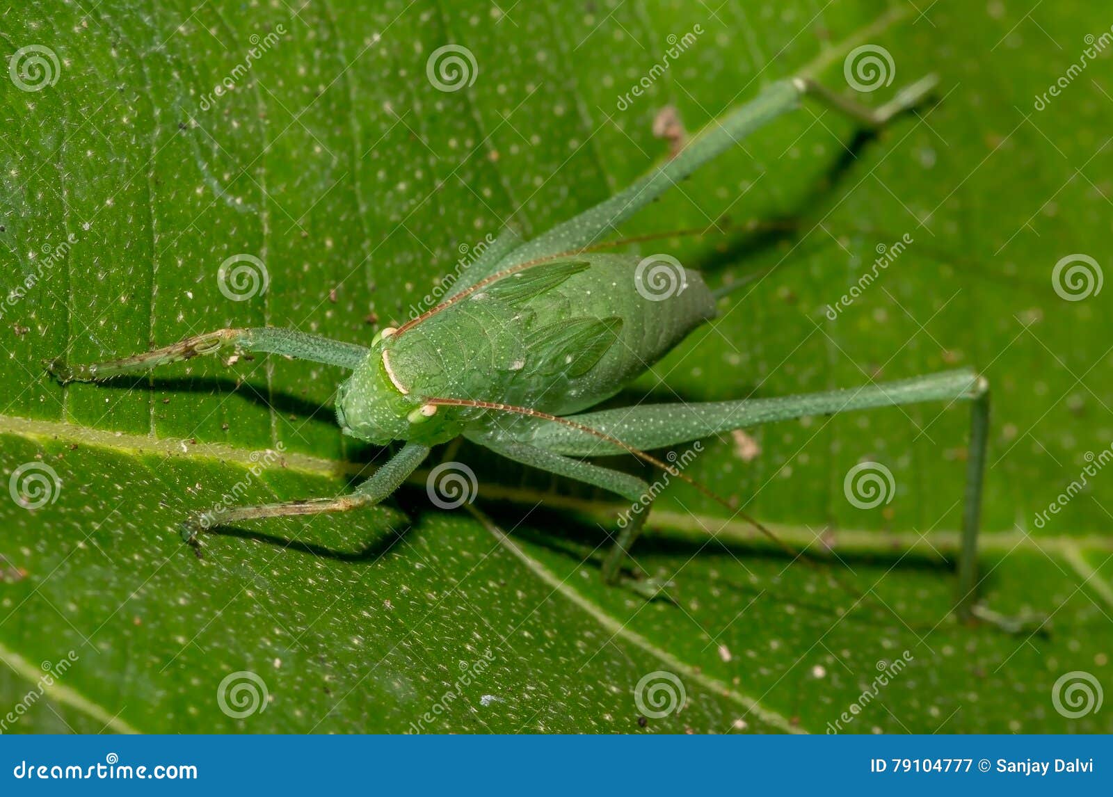 Bush cricket insect stock image. Image of green, invertebrate - 79104777