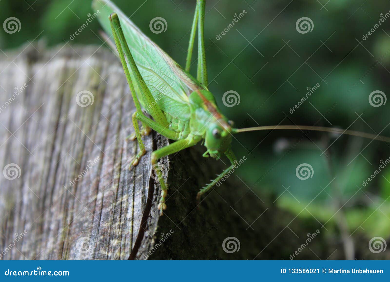 Bush cricket in the nature stock image. Image of viridissima - 133586021