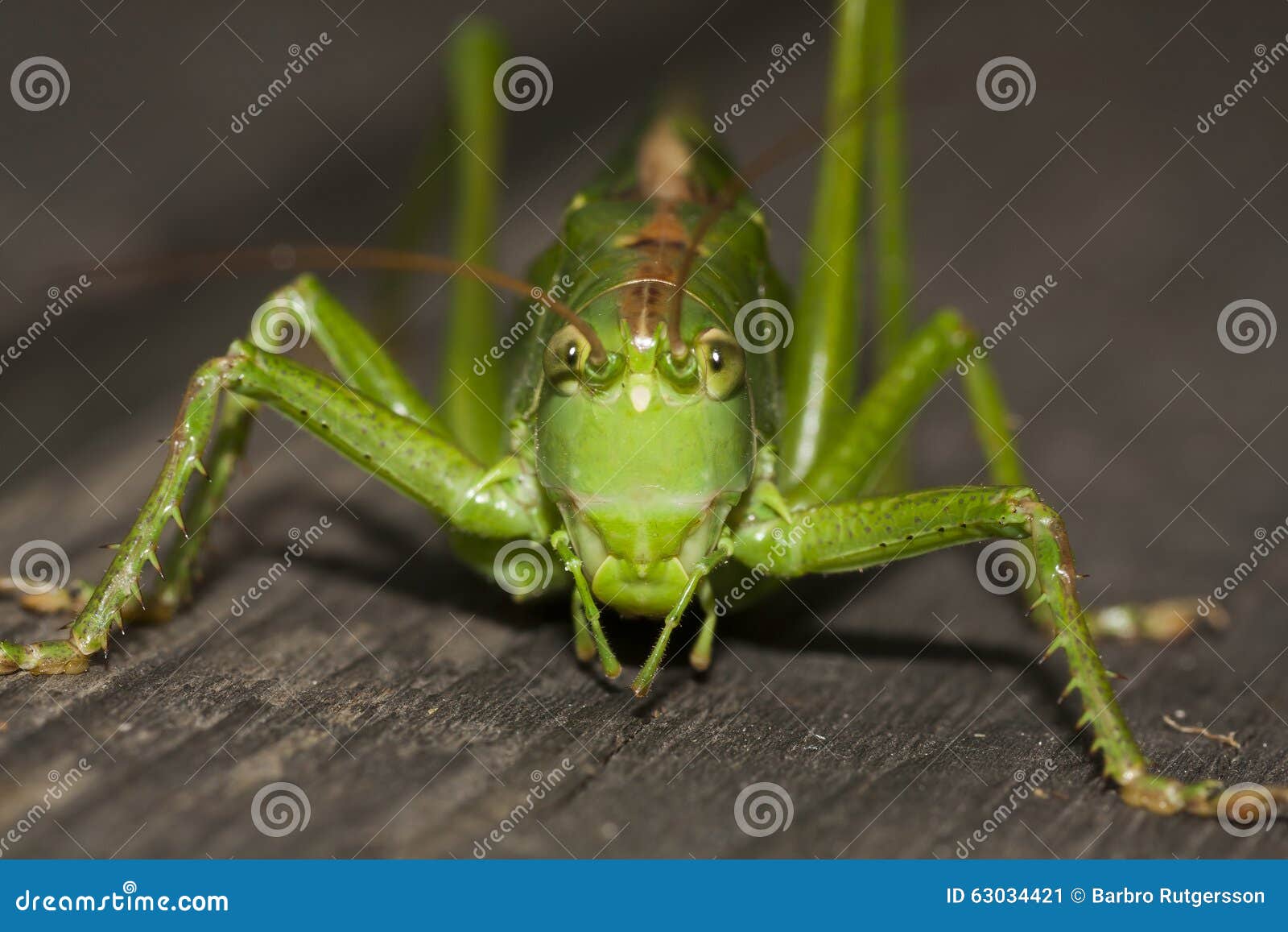 Bush cricket stock image. Image of insects, head, grasshopper - 63034421