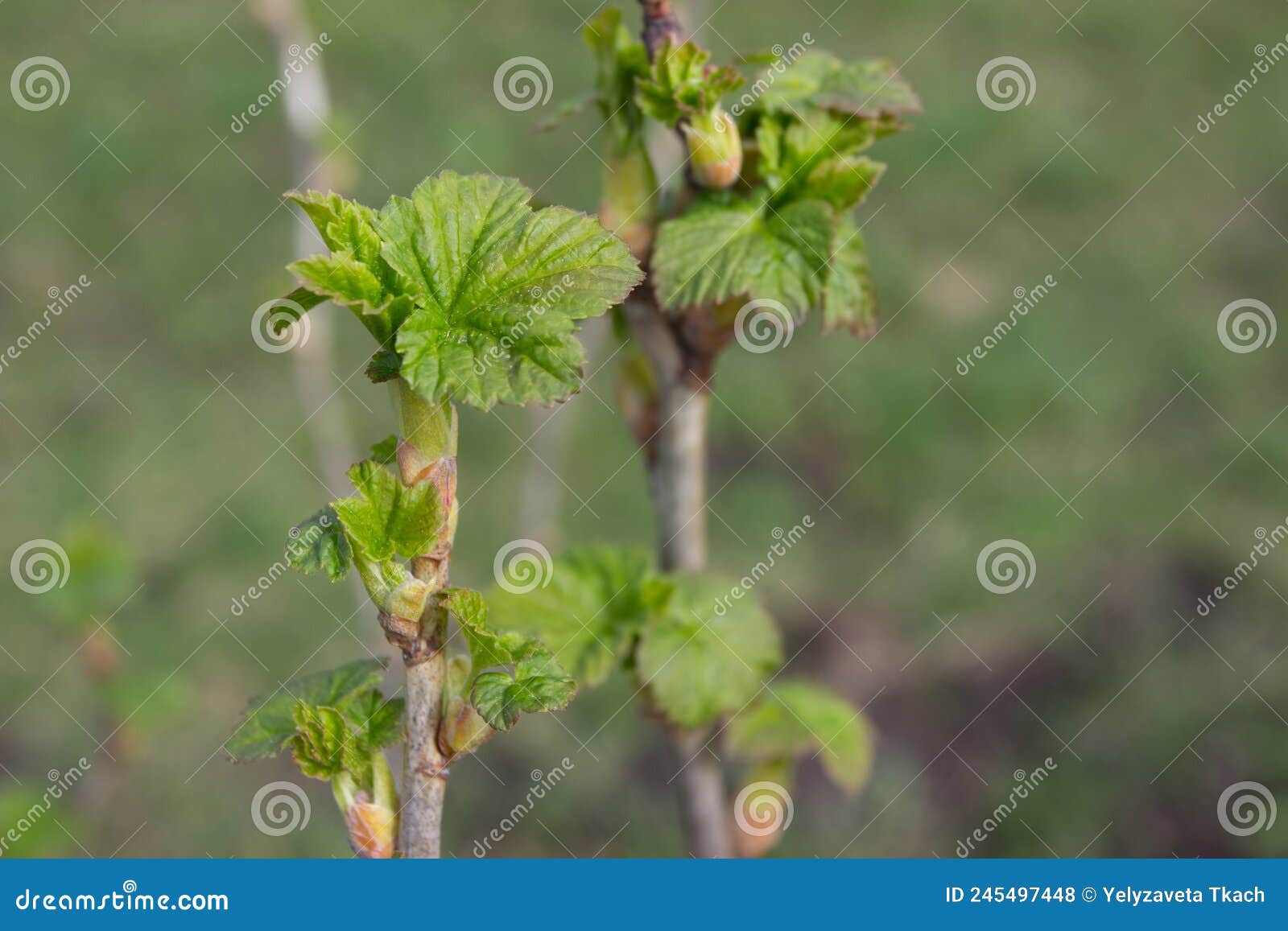 Bush of Currant Berry with Young Leaves Stock Photo - Image of spring ...