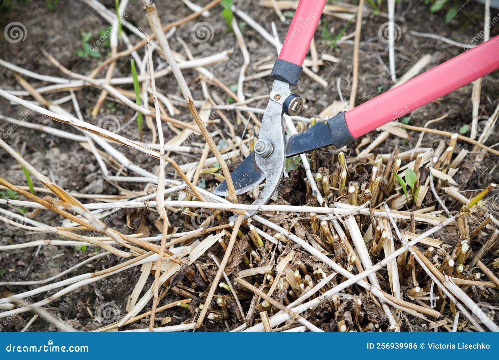 Bush Cutting by a Garden Pruner. Stock Photo - Image of planting ...