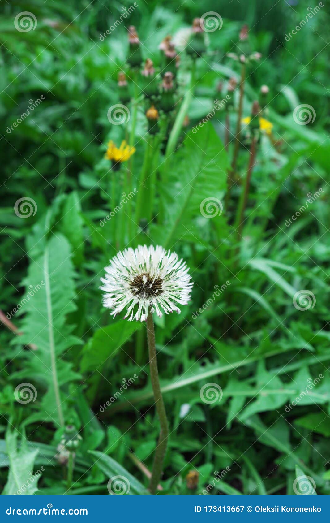 A Bush of Dandelion Flowers. Single Dandelion Stock Image - Image of ...
