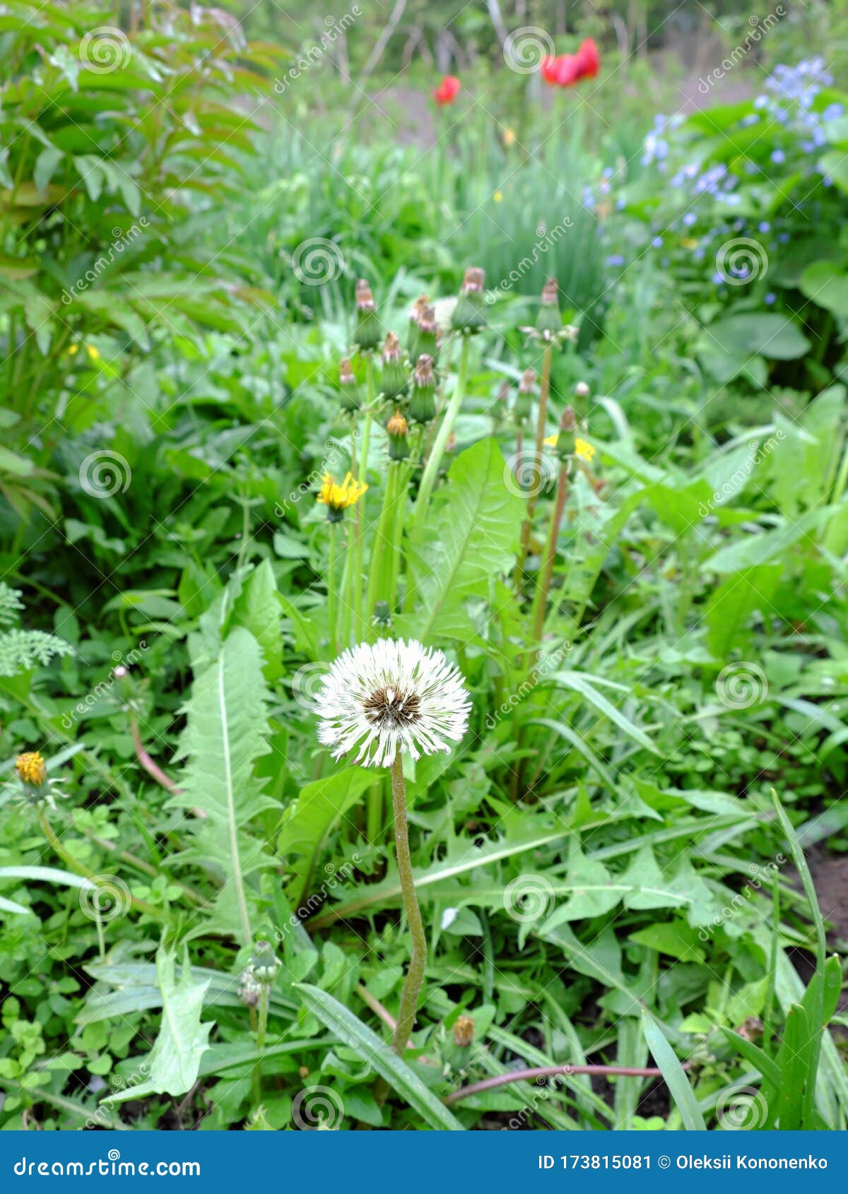 A Bush of Dandelion Flowers. Single Dandelion Stock Image - Image of ...