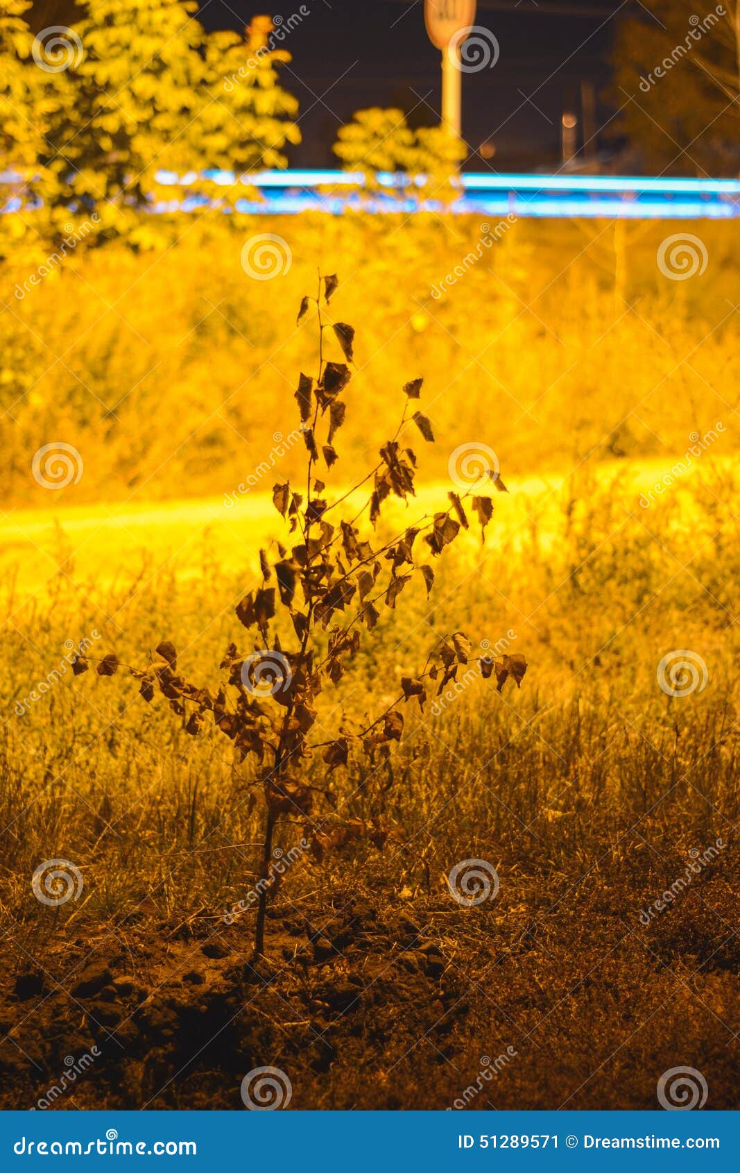Bush on a dark night stock image. Image of clouds, country - 51289571