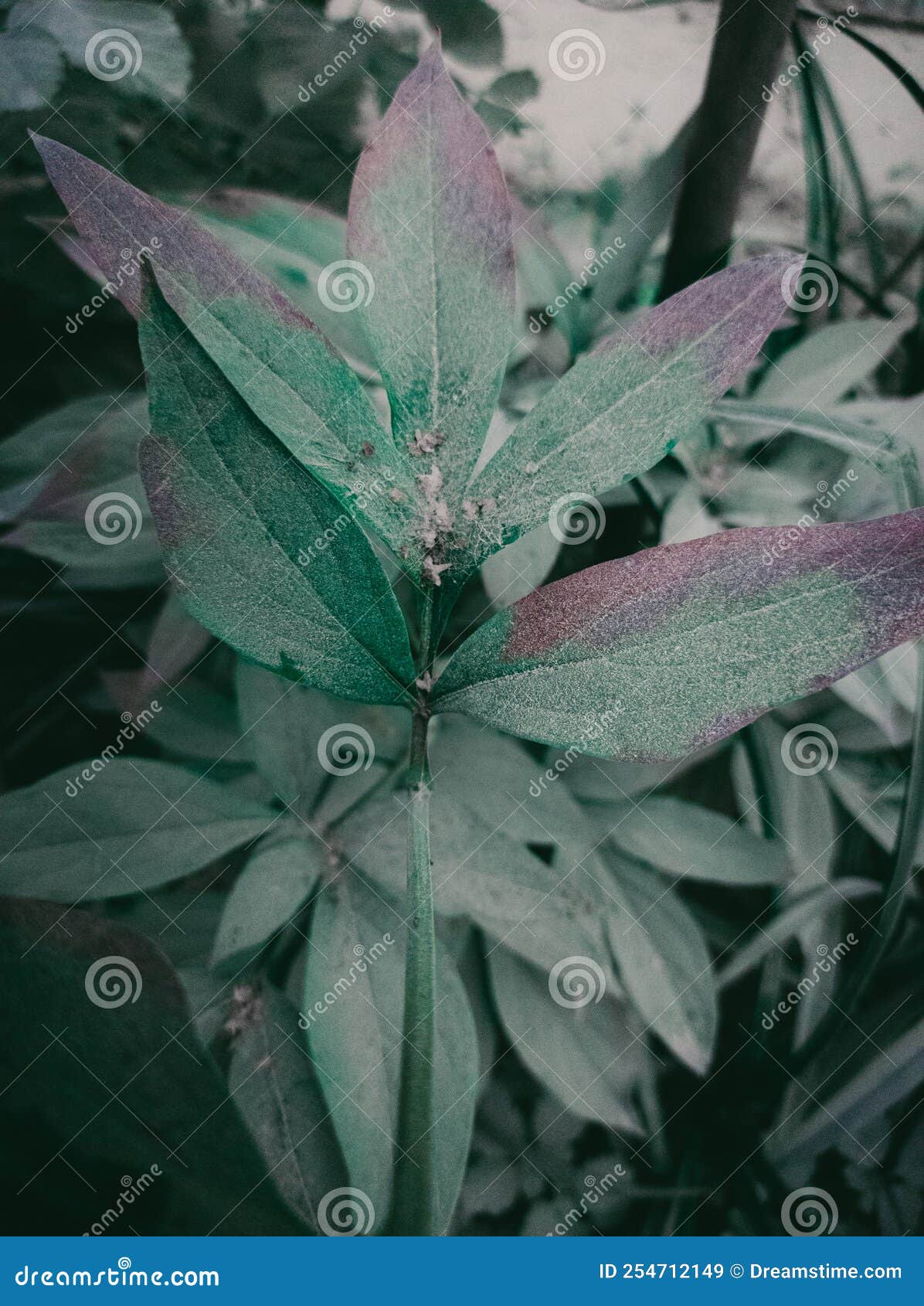 Bush at dawn stock image. Image of flower, nature, tree - 254712149