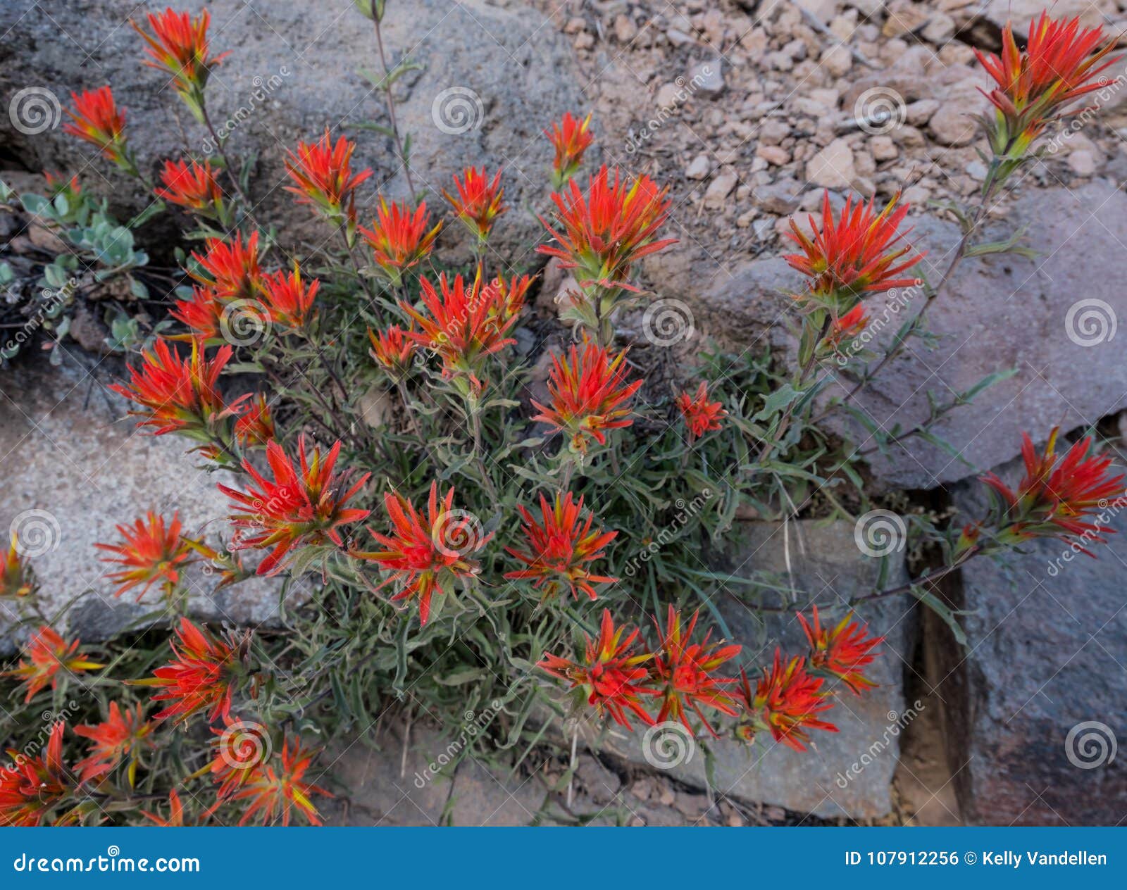 Bush De Las Flores De La Brocha India Foto de archivo - Imagen de ...