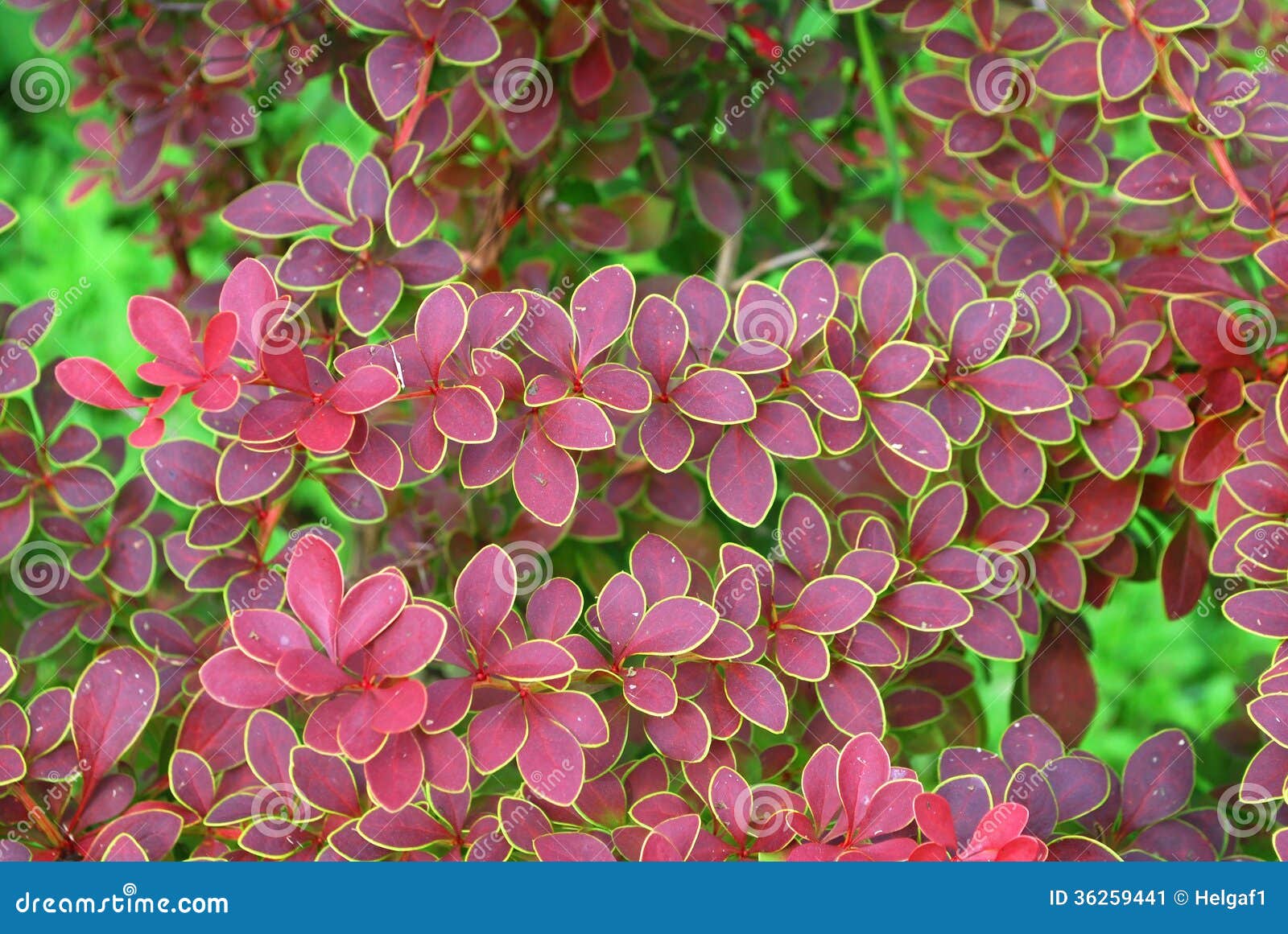 Bush decorative barberry stock image. Image of biology - 36259441