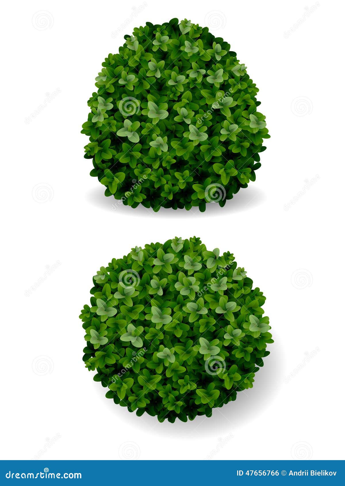 Bush Decorative Boxwood Vector Illustration | CartoonDealer.com #47656766