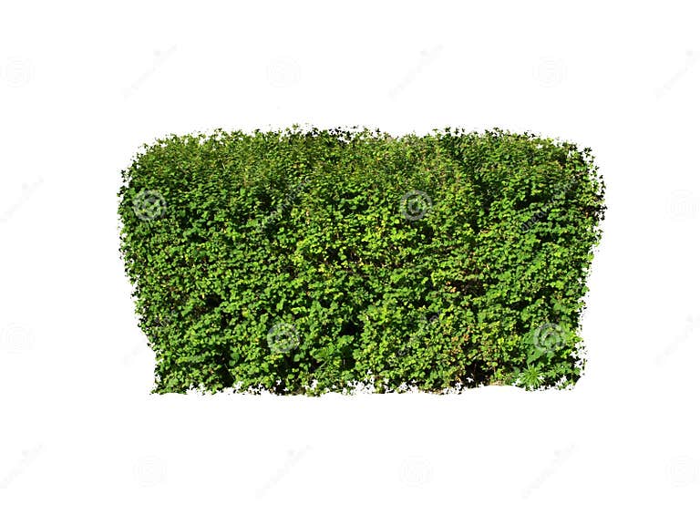 Bush. stock photo. Image of garden, nature, rectangular - 56171374