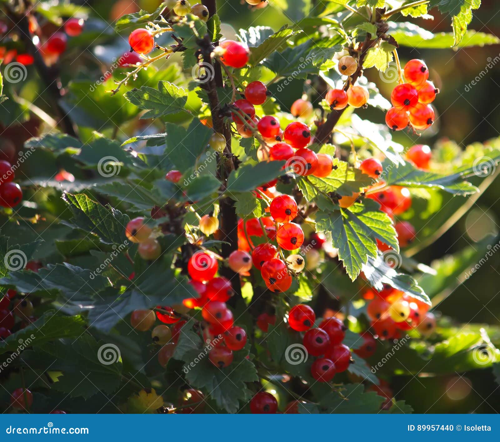 Bush Del Ribes in Un Giardino Fotografia Stock - Immagine di fresco ...