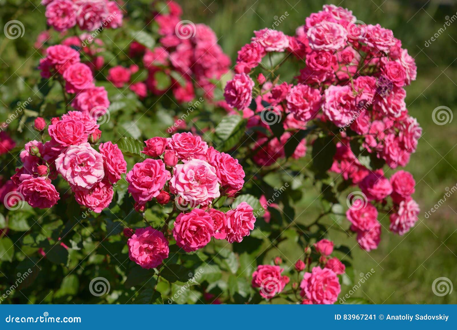Bush Der Rosafarbenen Rosen Stockbild - Bild von busch, wohlriechend ...