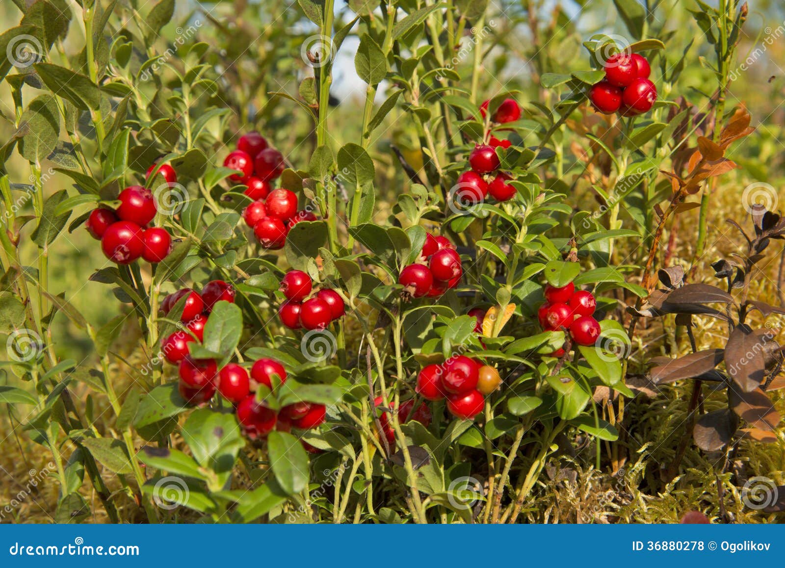 Bush Des Airelles Rouges Sauvages. Photo stock - Image du médical ...