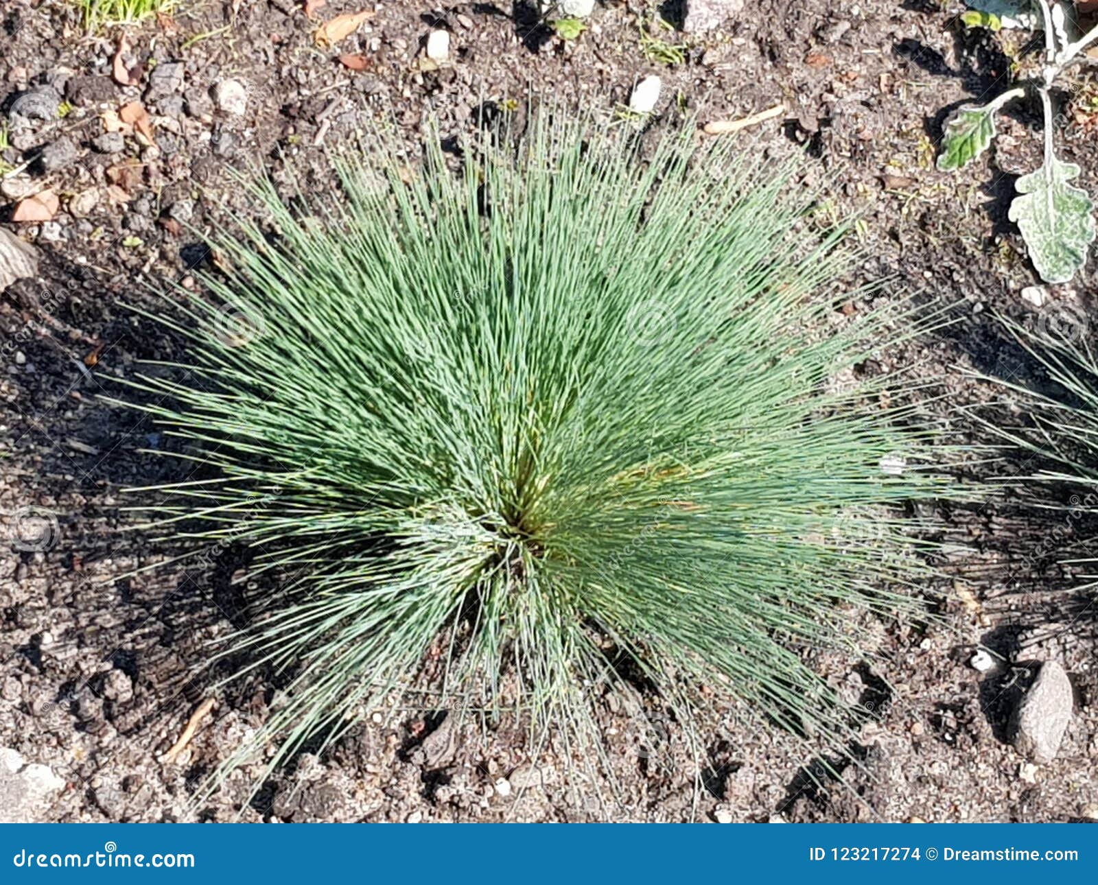 Bush of desert grass stock photo. Image of beauty, desert - 123217274