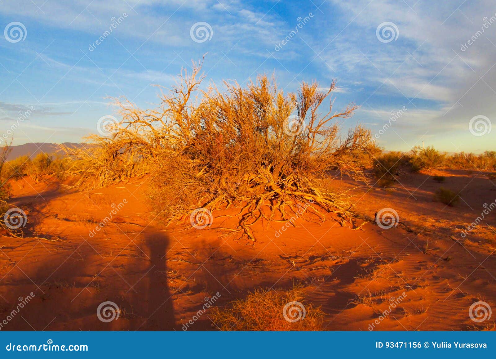 Bush in the Desert at Sunset Stock Photo - Image of natural, scenic ...