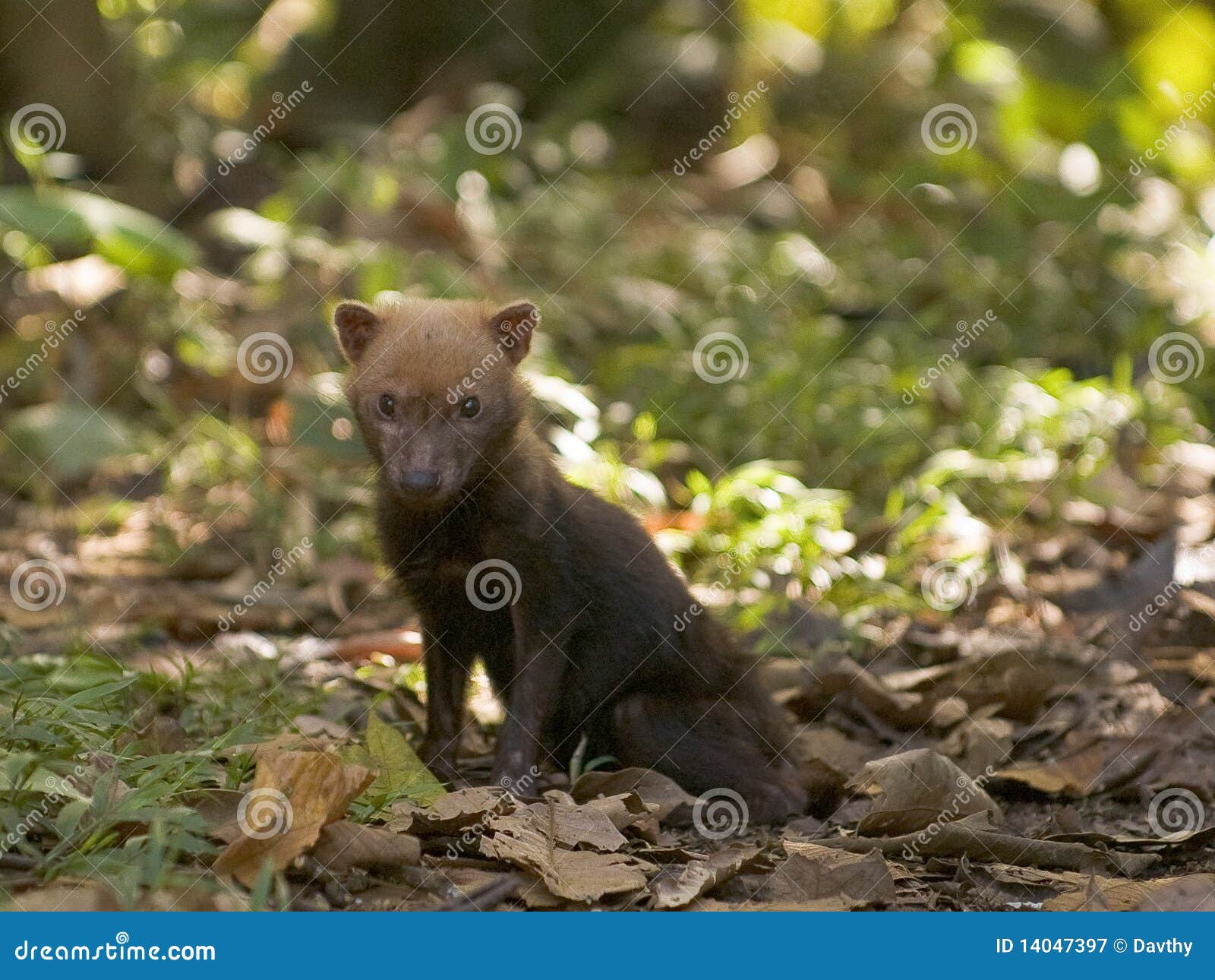 Bush Dog stock image. Image of speothos, wild, rain, brown - 14047397