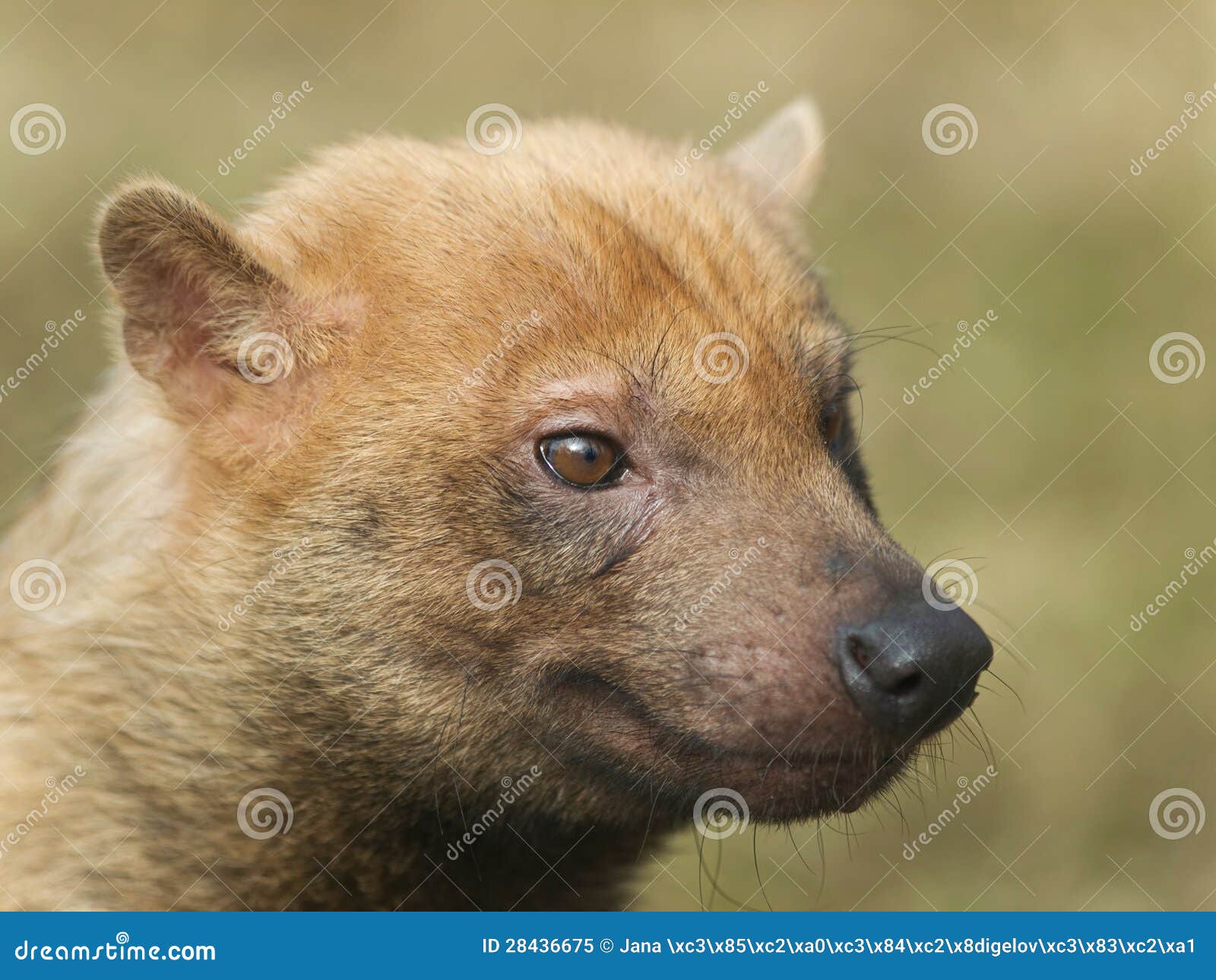 Bush dog stock image. Image of zorrito, semiaquatic, cachorrodomata ...