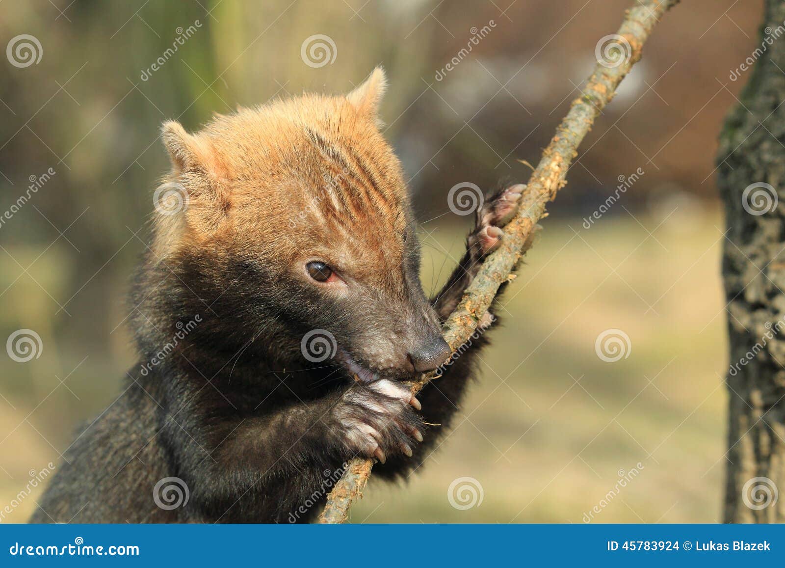 Bush dog stock photo. Image of venaticus, speothos, mammal - 45783924