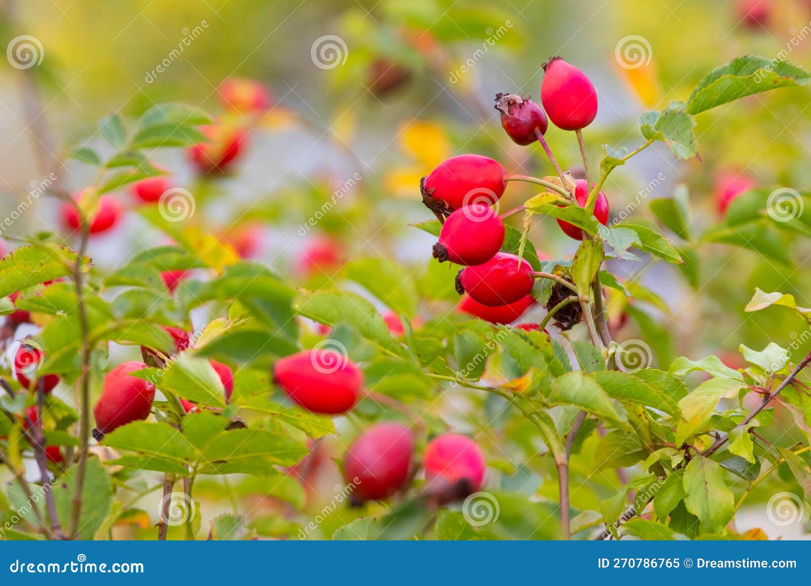 Bush Dog-rose with Red Berries. Dog-rose - a Source of Vitamins Stock ...