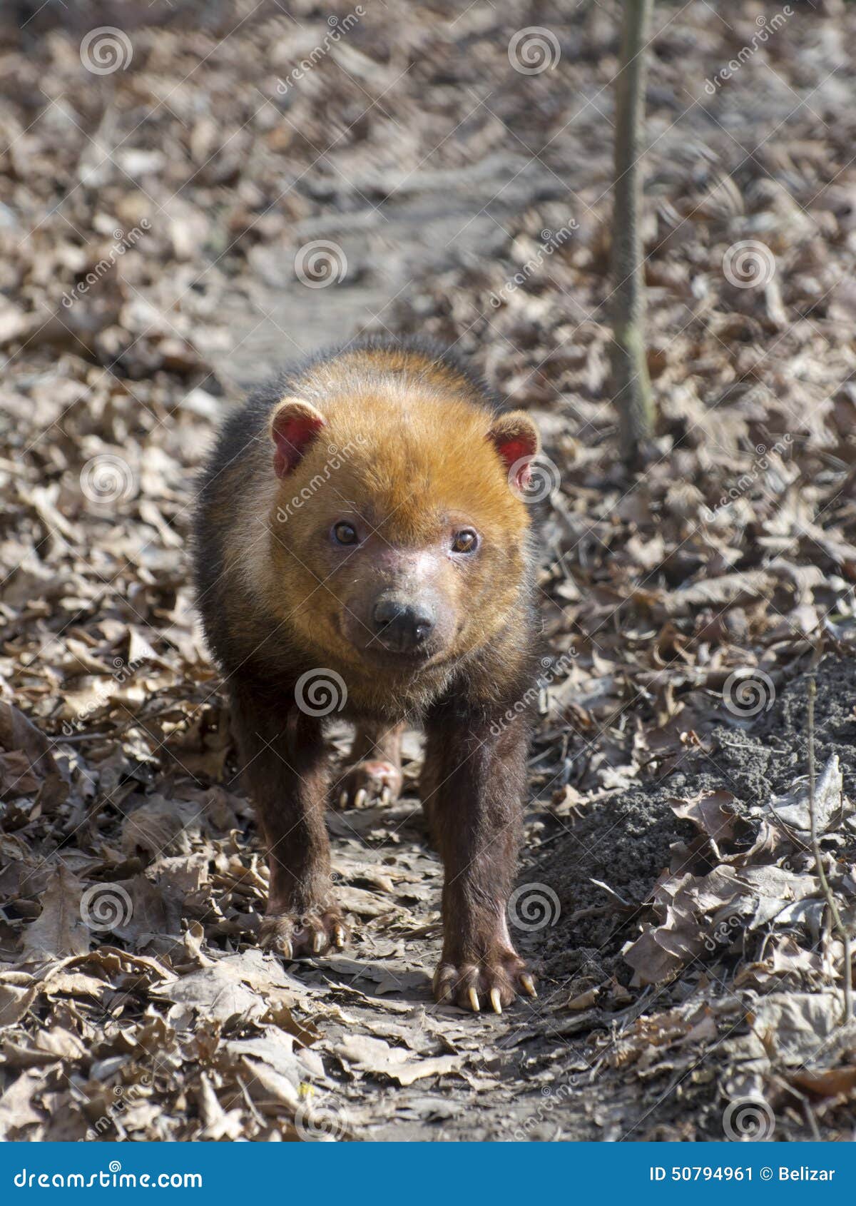 Bush Dog (Speothos Venaticus) Stock Image - Image of dogs, canid: 50794961