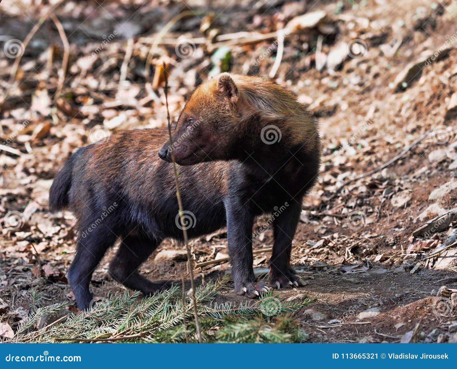 Bush Dog, Speothos Venaticus, Looks Around Stock Image - Image of wild ...