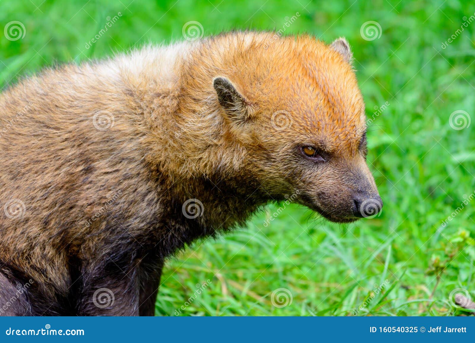 Bush Dog Speothos Venaticus Stock Image - Image of nature, canine ...