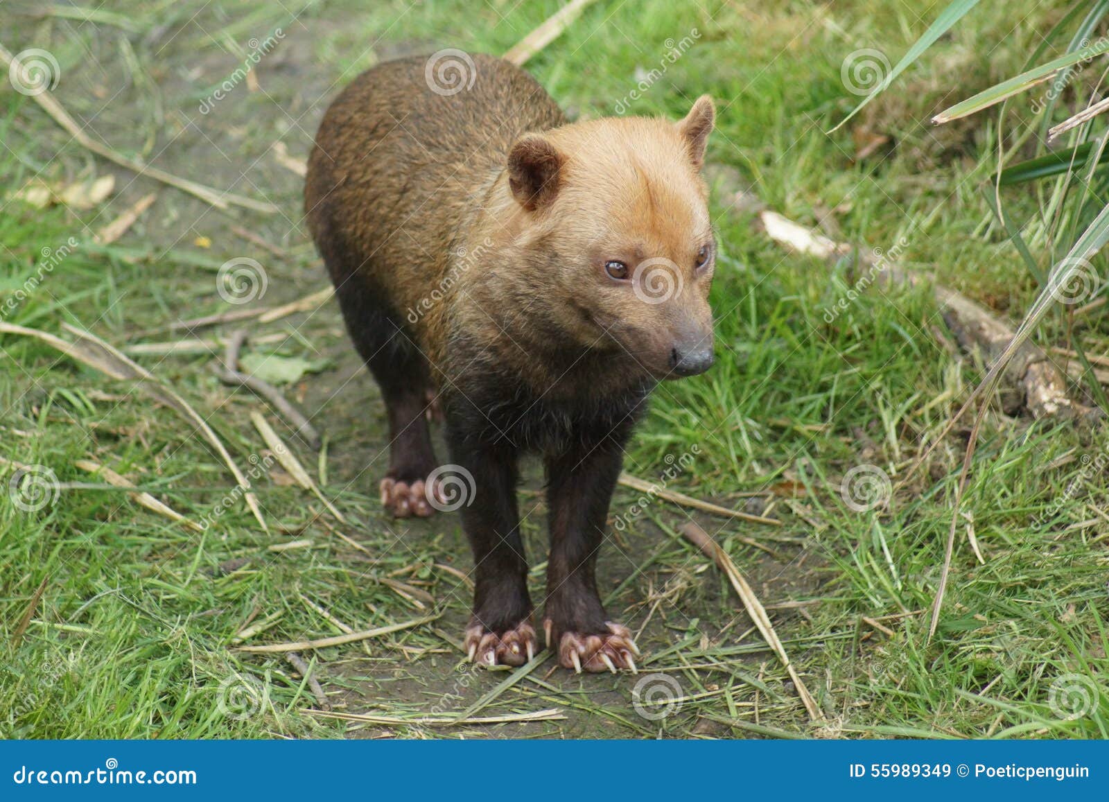 Bush Dog - Speothos Venaticus Stock Image - Image of carnivore ...