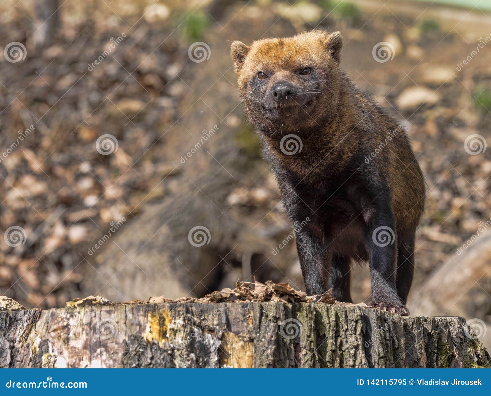 Bush Dog, Speothos Venaticus, Standing on Tree Trunk Stock Image ...