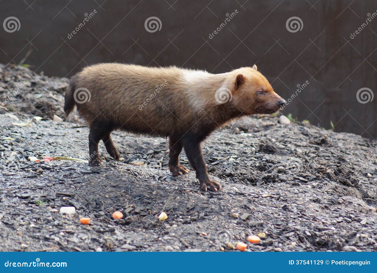 Bush Dog - Speothos Venaticus Stock Image - Image of predator, brown ...