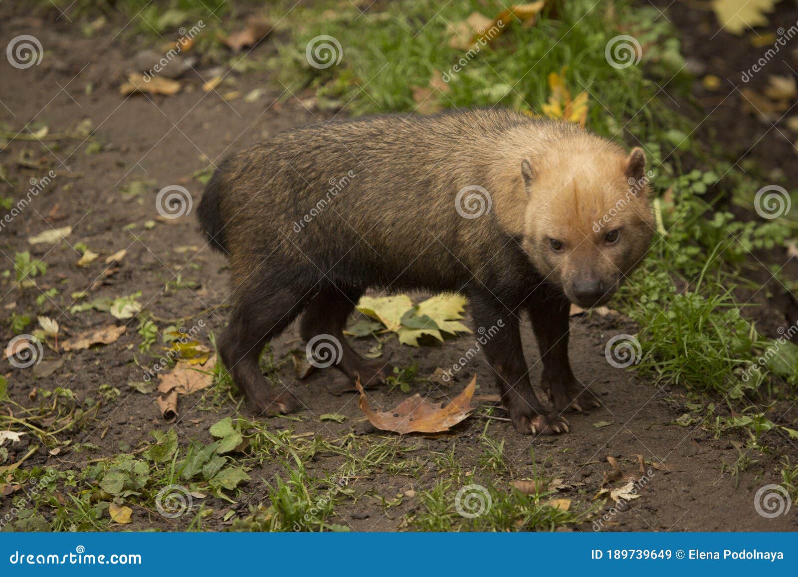 The Bush Dog Speothos Venaticus. Stock Image - Image of america ...