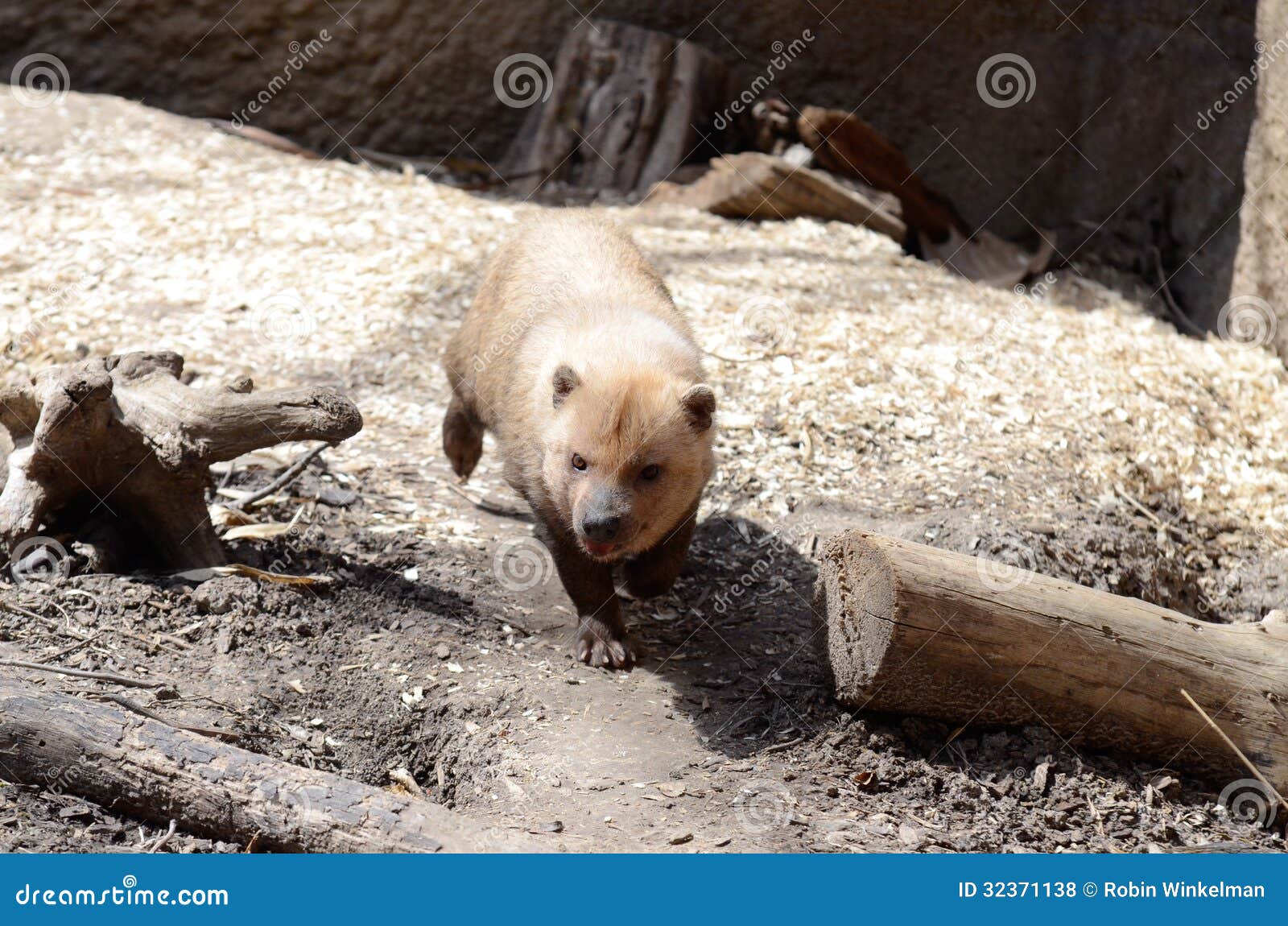 Bush dog stock photo. Image of walk, stride, bushdog - 32371138