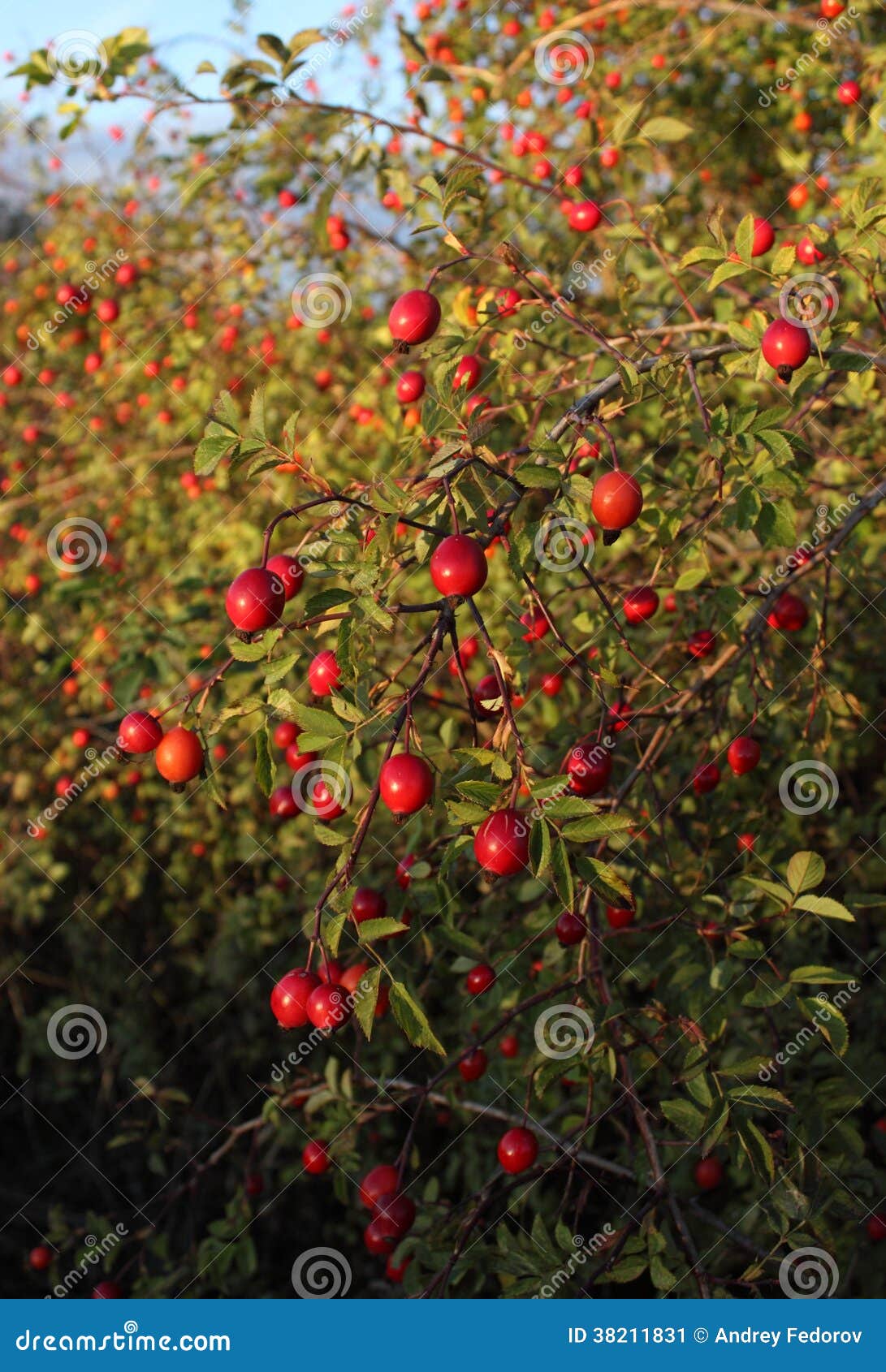 Bush Of Brier With Colors Royalty-Free Stock Photo | CartoonDealer.com ...