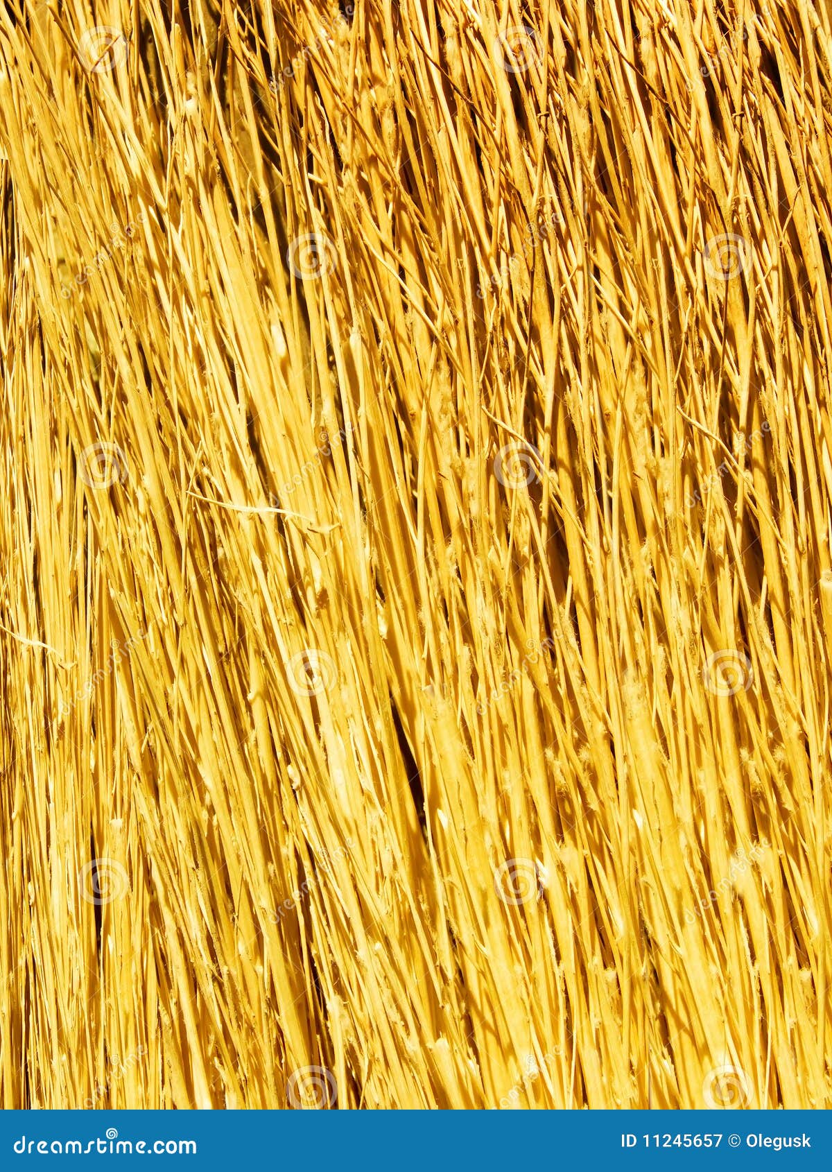 Bush dry stock image. Image of nature, plant, textures - 11245657